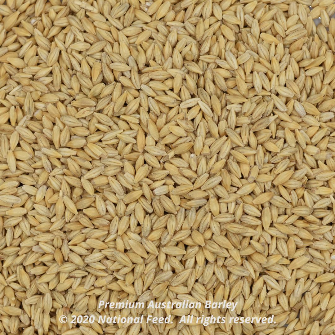 Premium Australian Barley National Feed And Flour